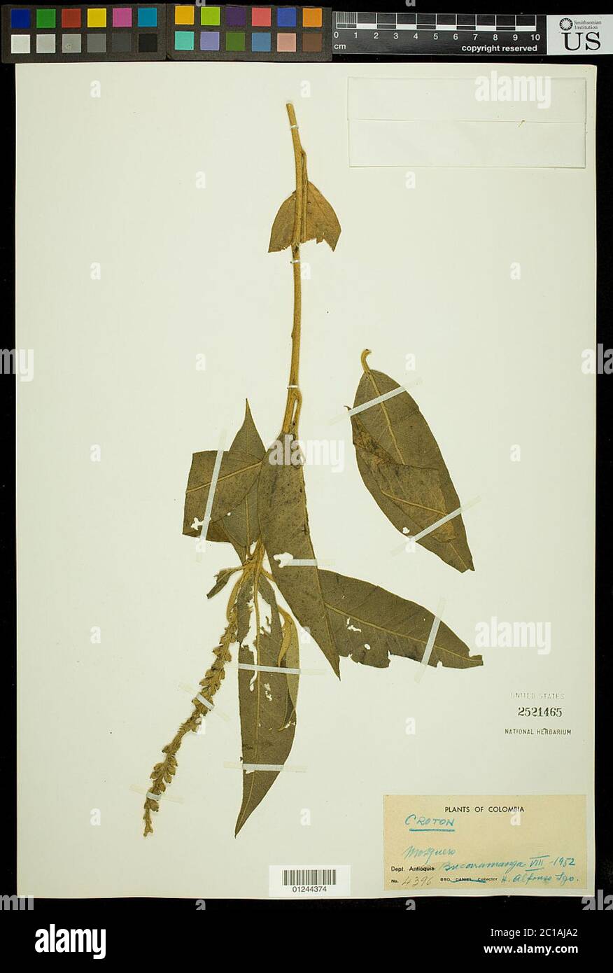 Croton sp hi-res stock photography and images - Alamy