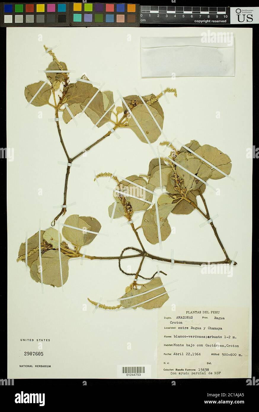 Croton sp hi-res stock photography and images - Alamy