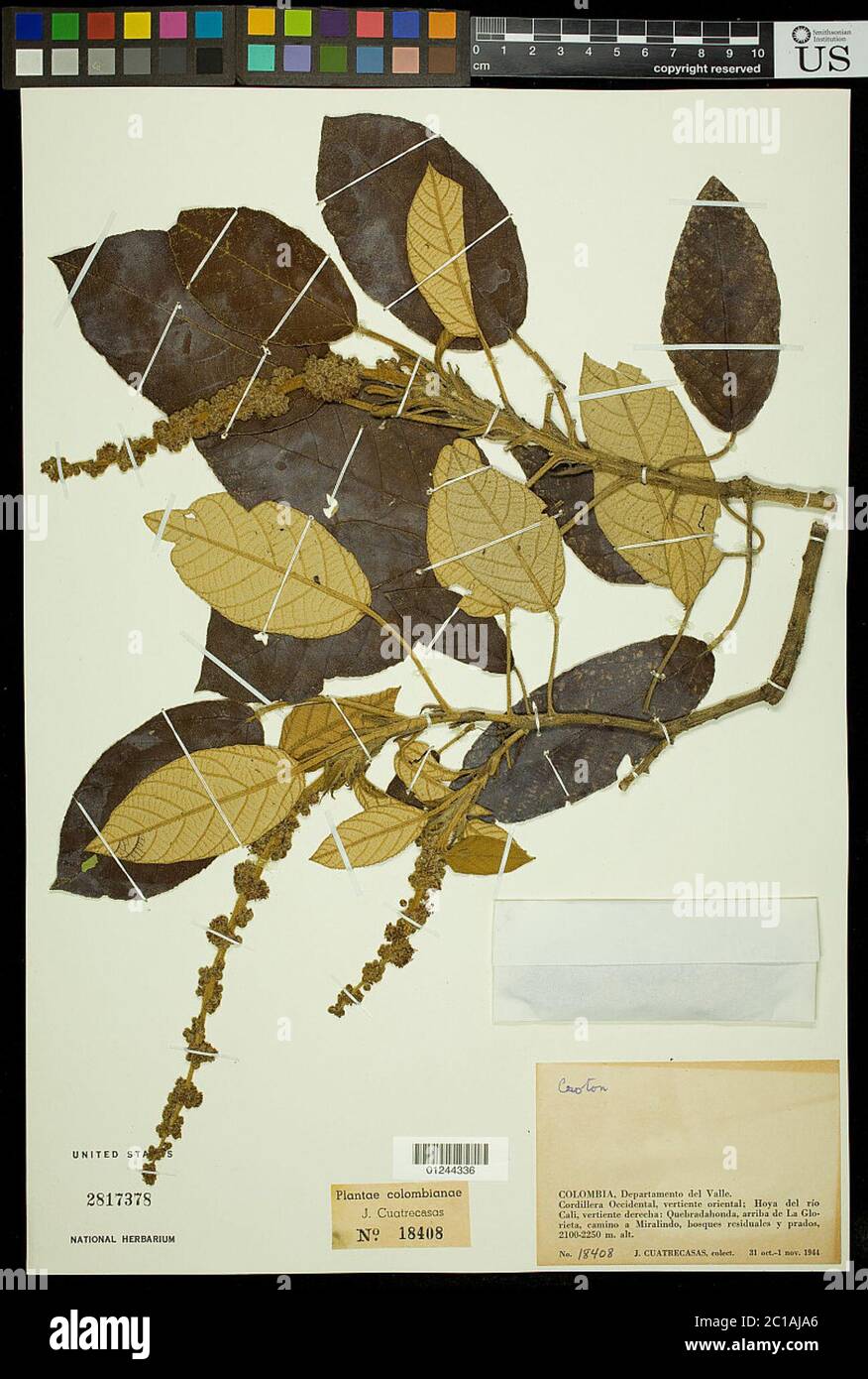 Croton sp hi-res stock photography and images - Alamy