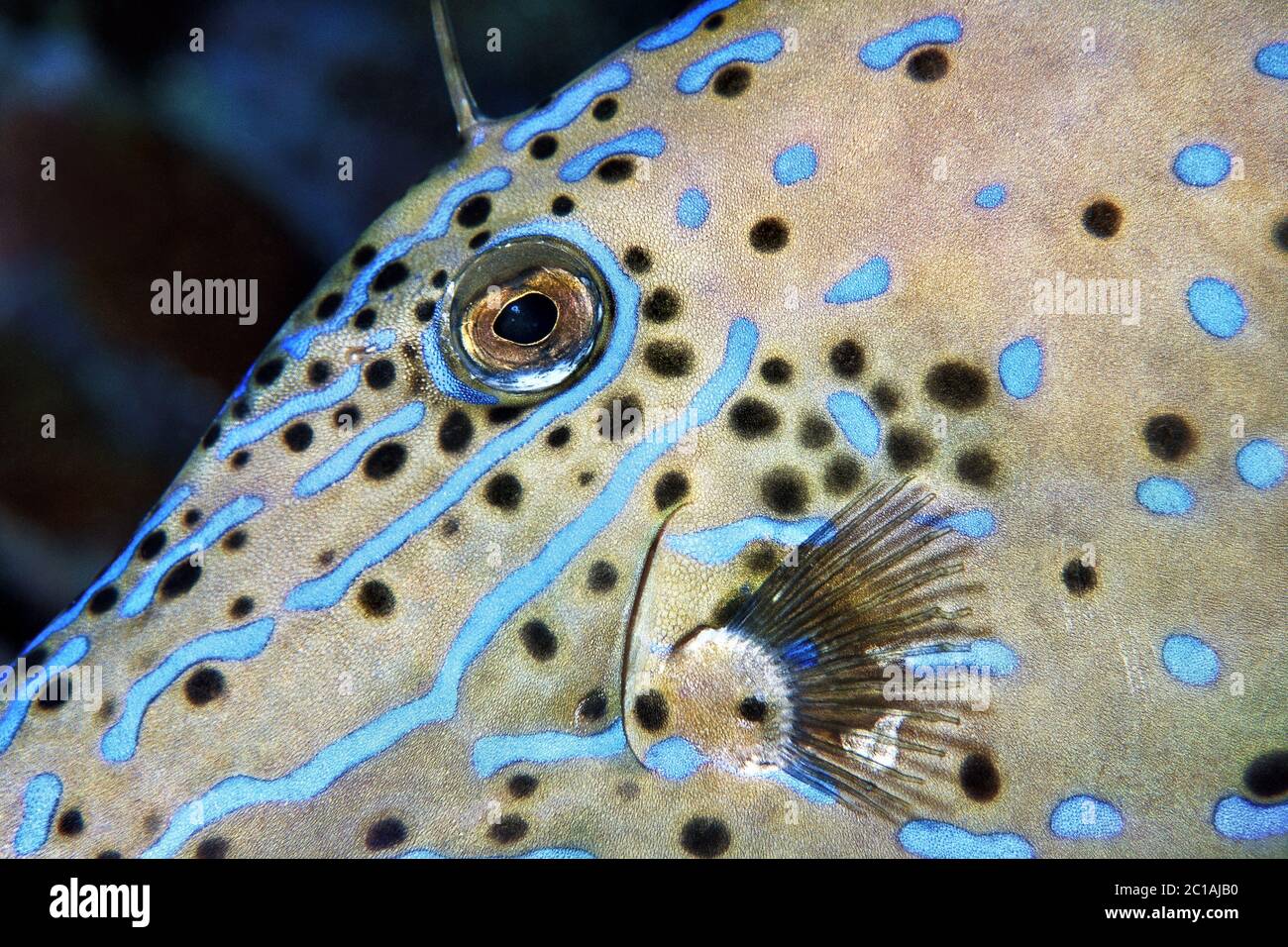 Scrawled filefish - Aluterus scriptus Stock Photo - Alamy