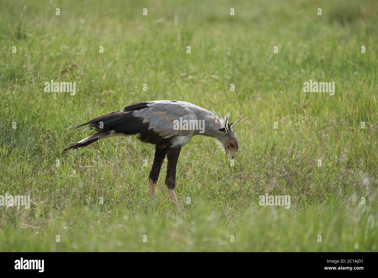 Secretary with legs hi-res stock photography and images - Alamy