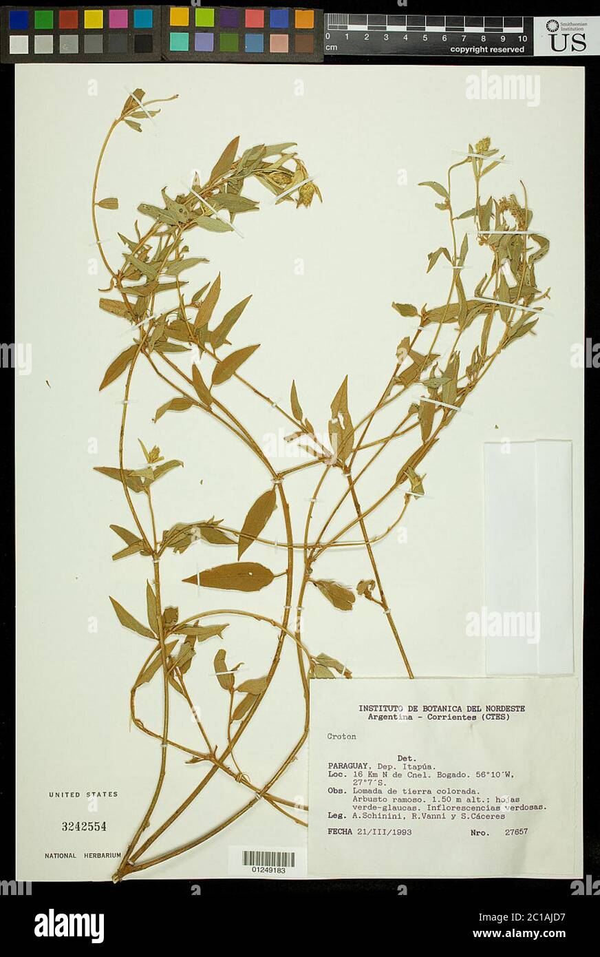 Croton sp hi-res stock photography and images - Alamy