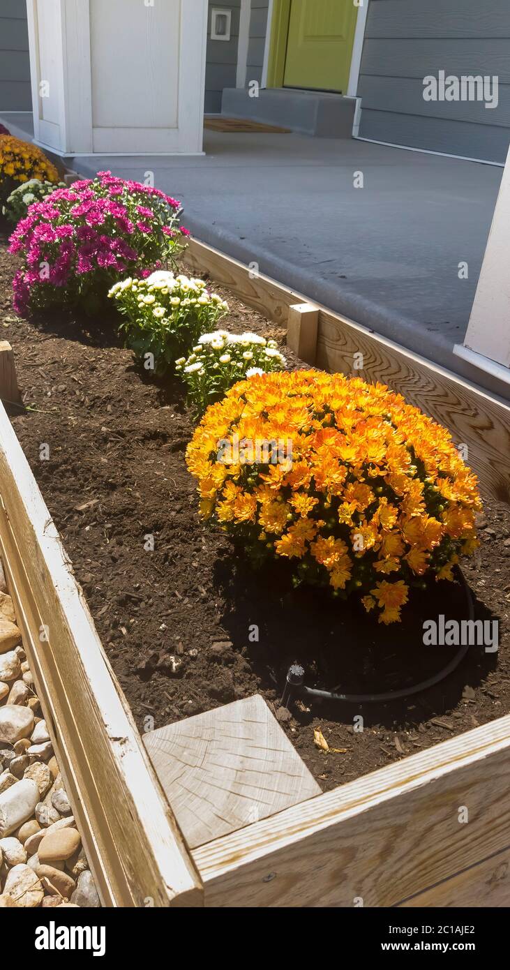 Vertical crop Row of colorful flowers on a raised wooden planting bed ...