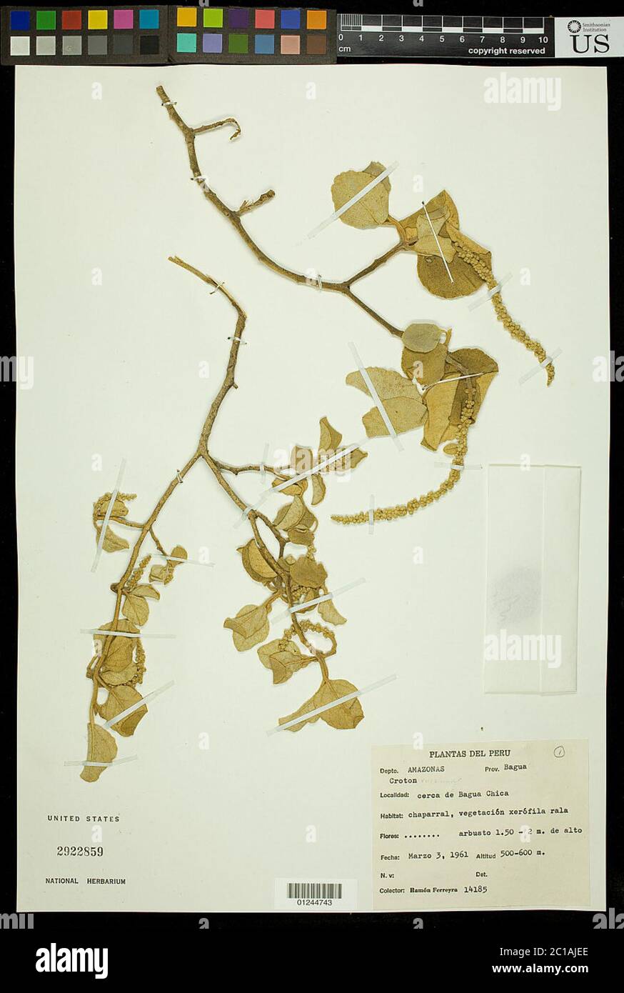 Croton sp hi-res stock photography and images - Alamy