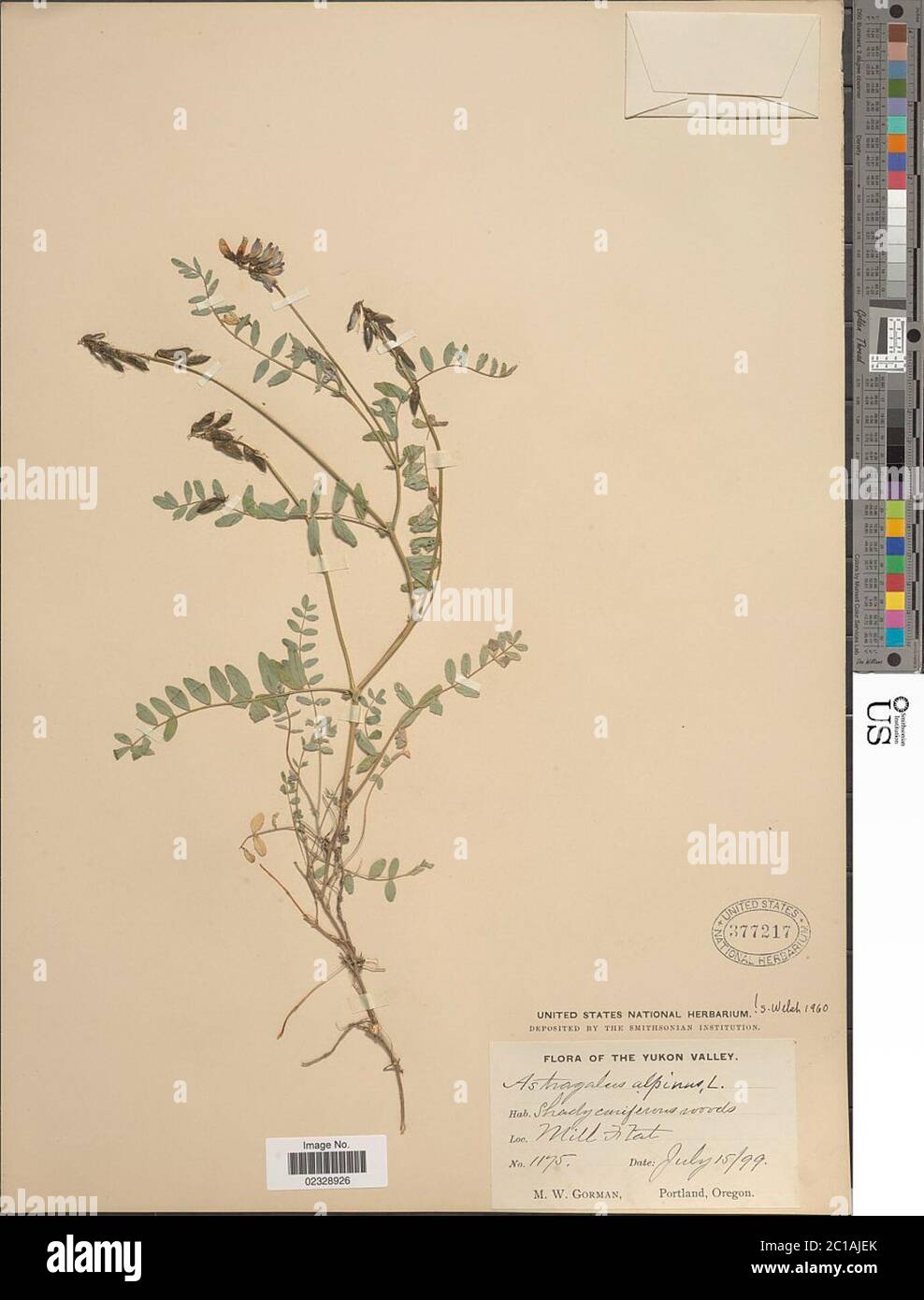 Astragalus alpinus L Astragalus alpinus L Stock Photo - Alamy