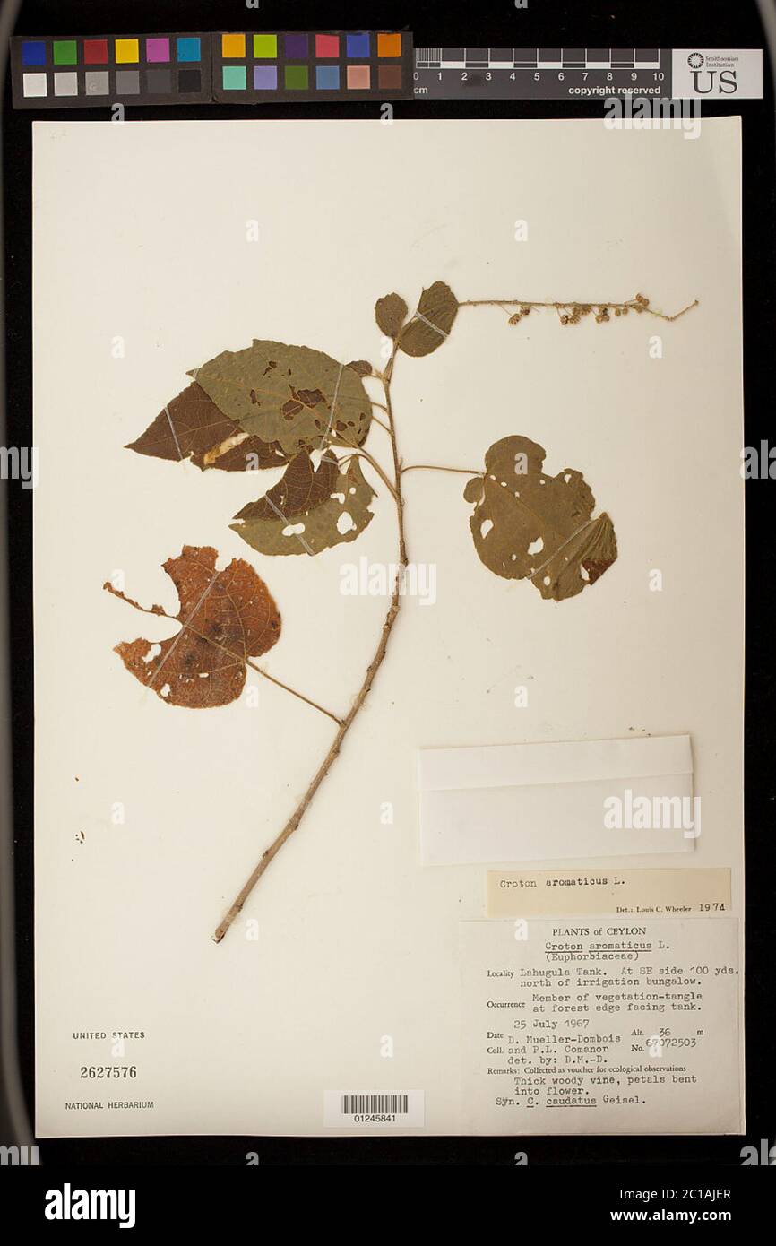 Croton aromaticus L Croton aromaticus L Stock Photo - Alamy