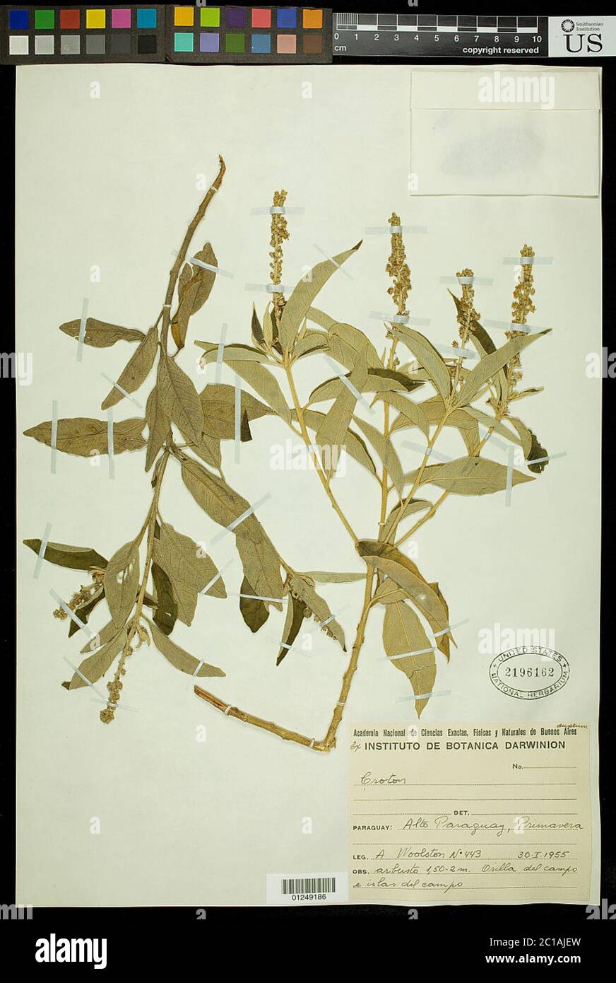 Croton sp hi-res stock photography and images - Alamy