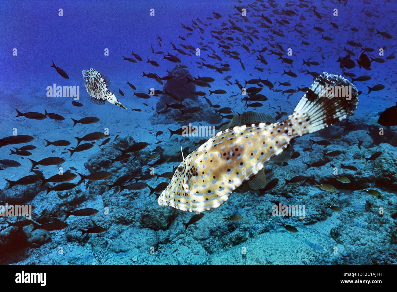 Scrawled filefish - Aluterus scriptus Stock Photo - Alamy