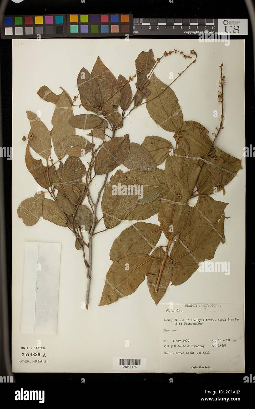 Croton sp hi-res stock photography and images - Alamy