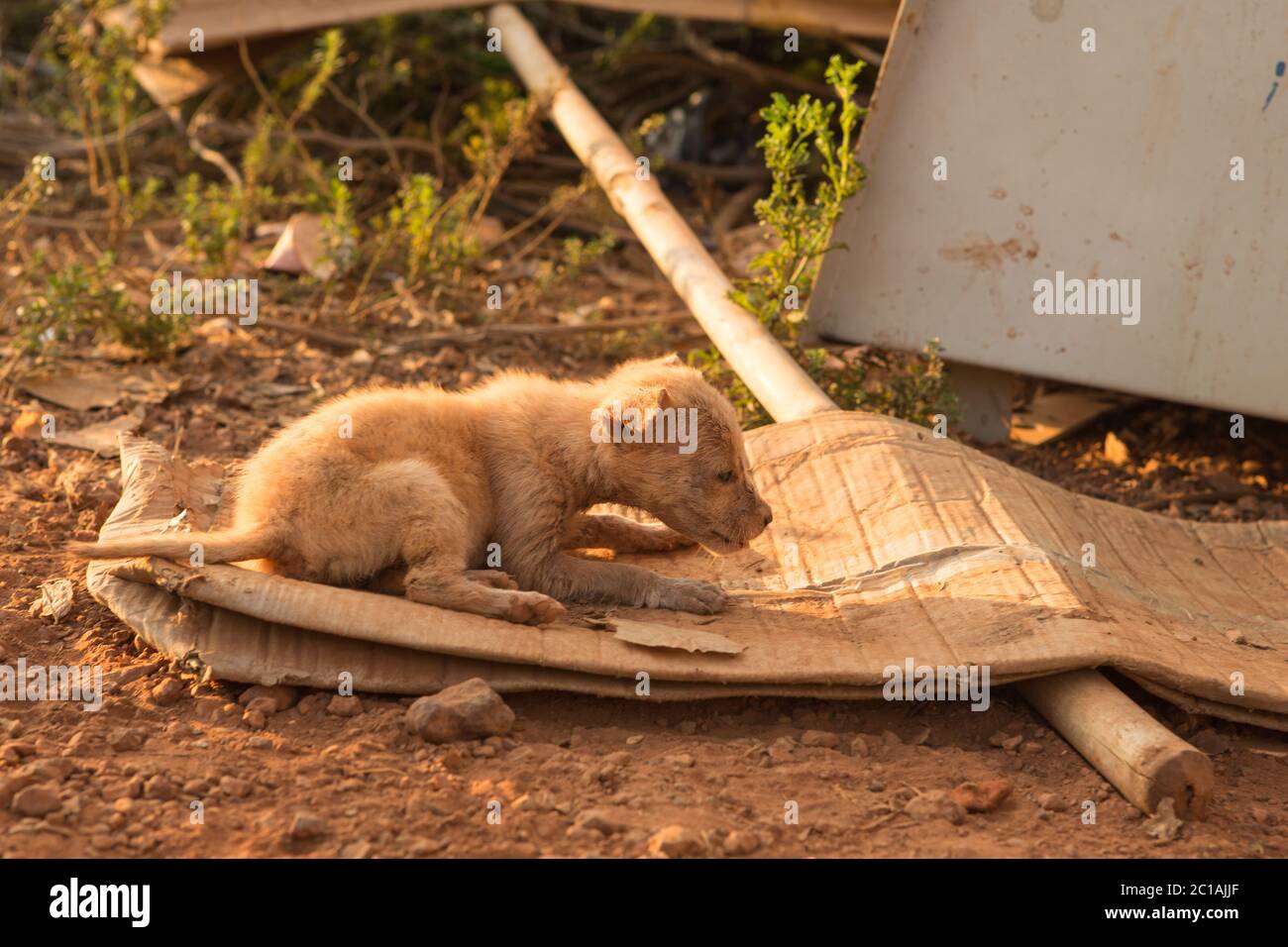 Sick dog breed hi-res stock photography and images - Alamy