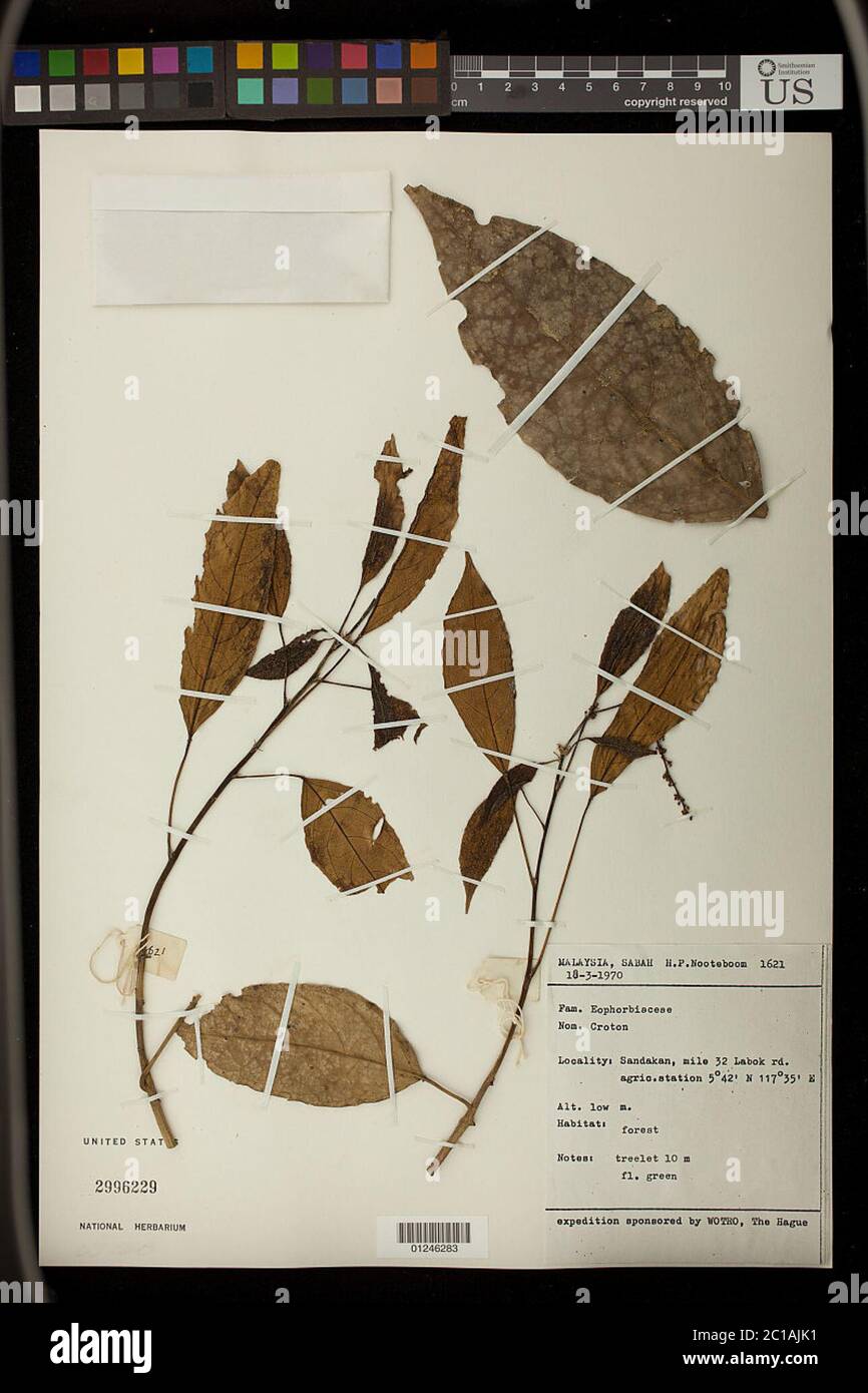 Croton sp hi-res stock photography and images - Alamy