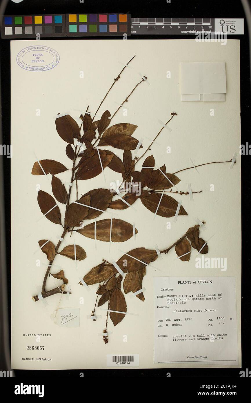 Croton sp hi-res stock photography and images - Alamy