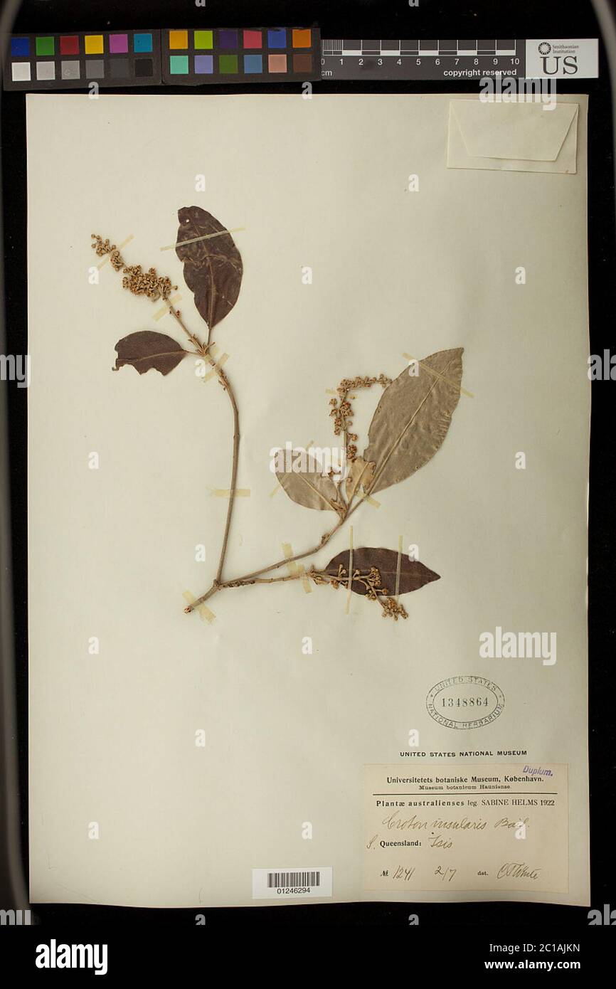 Croton insularis Baill Croton insularis Baill Stock Photo - Alamy