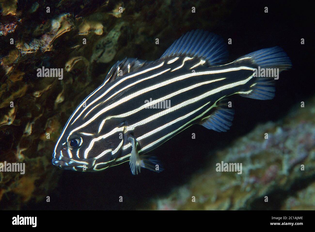 Grammistes hi-res stock photography and images - Alamy