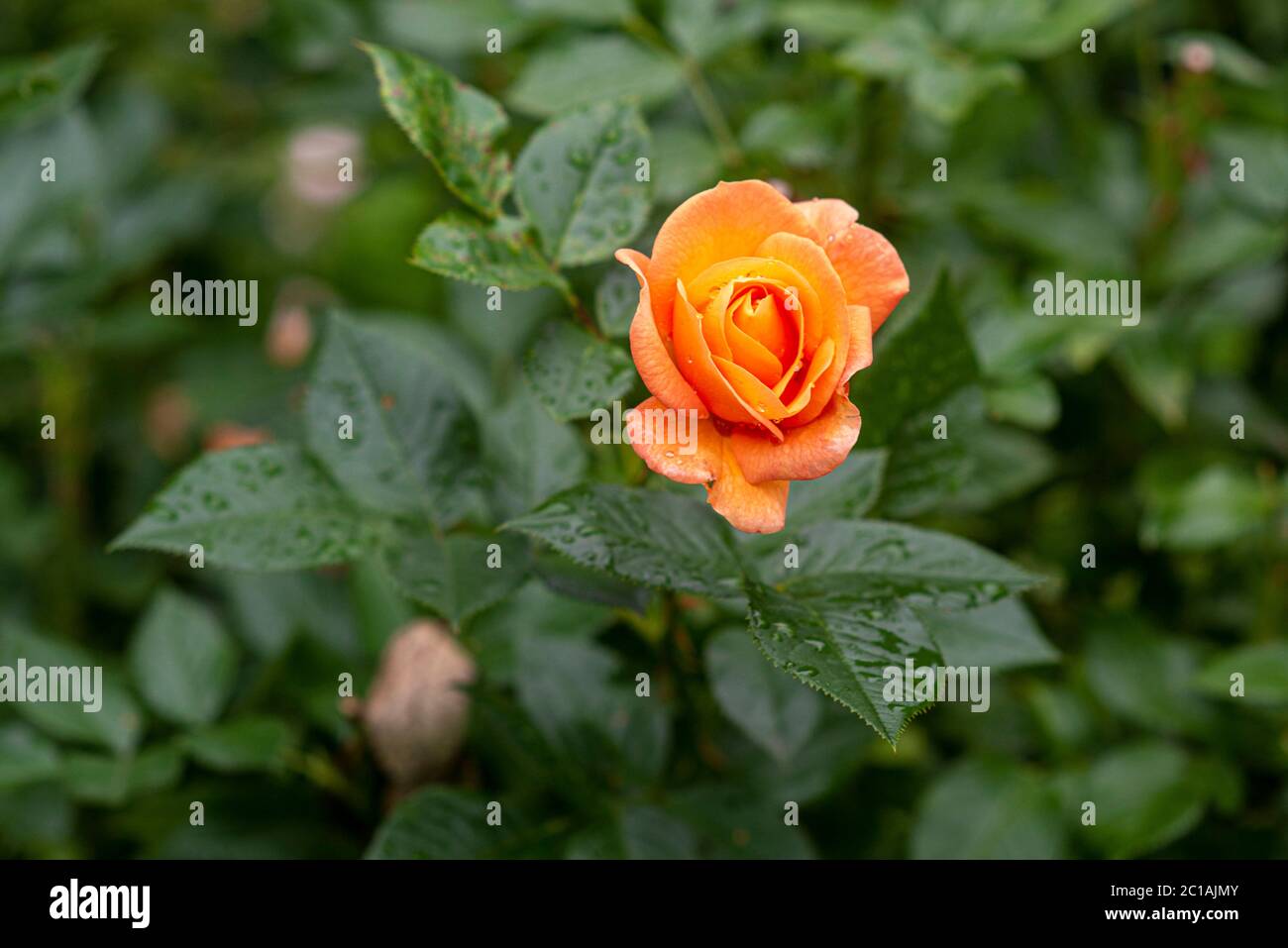 Roses growing in the garden Stock Photo - Alamy