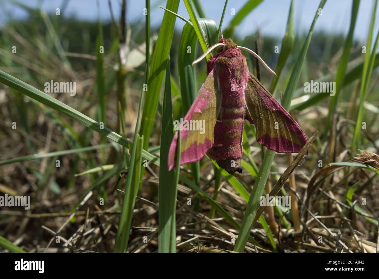 Small elephant hawk moth (Deilephila porcellus) in the wild Stock Photo - Alamy