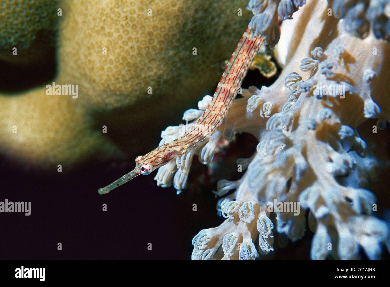 Pipefish - Corythoichthys sp Stock Photo - Alamy