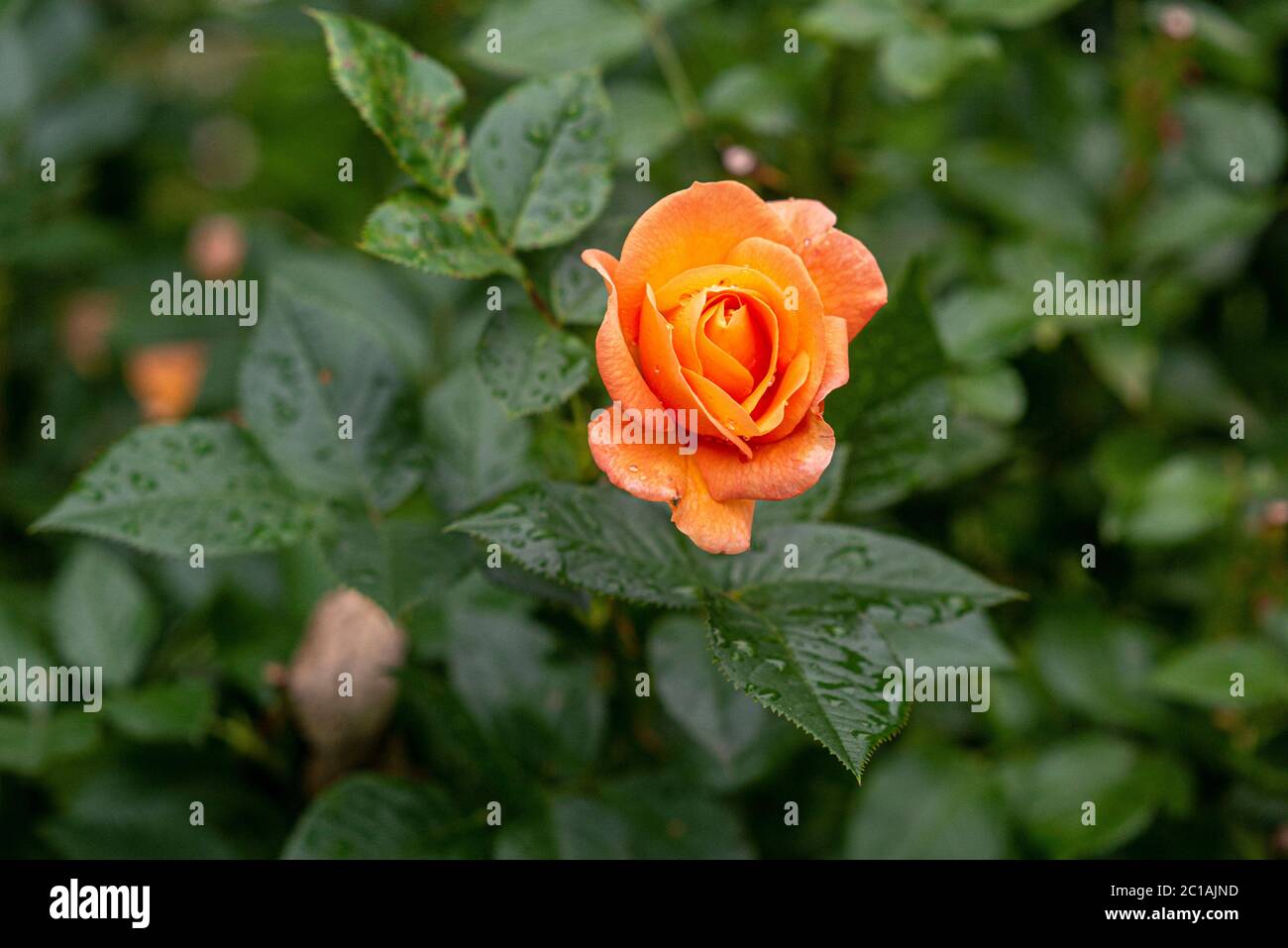 Roses growing in the garden Stock Photo - Alamy
