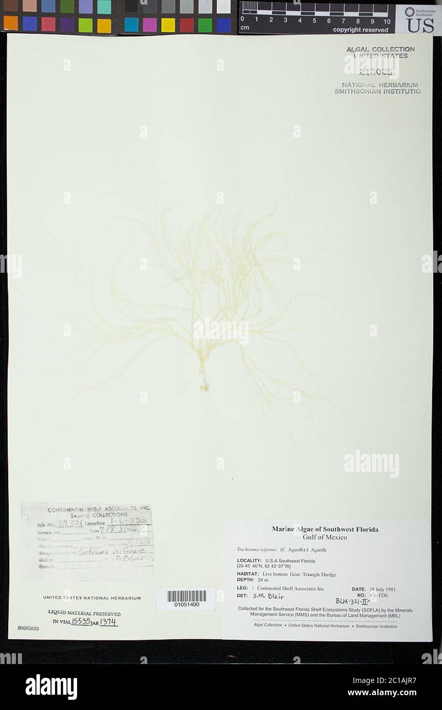 Eucheuma isiforme C Agardh J Agardh Eucheuma isiforme C Agardh J Agardh ...