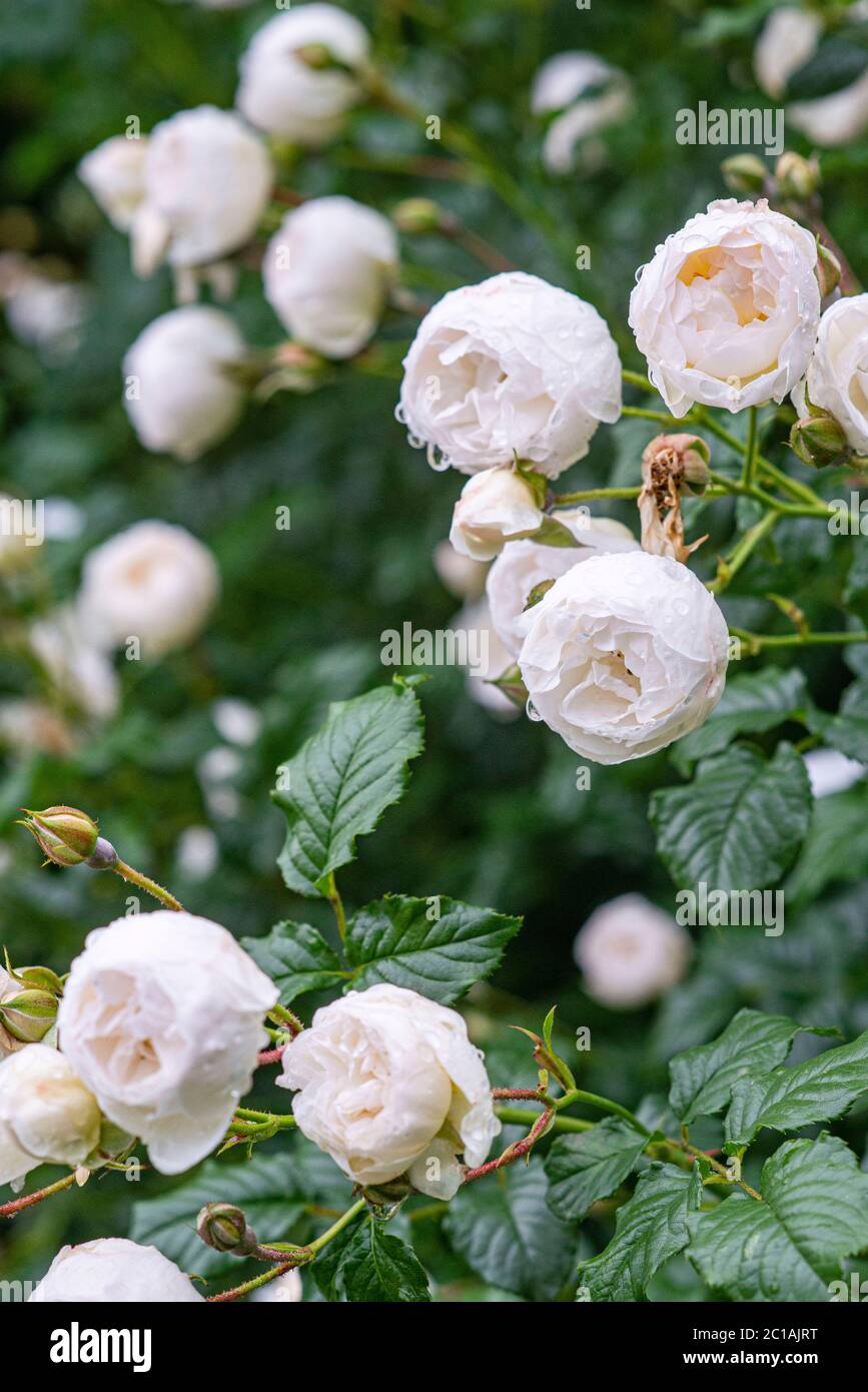 Roses growing in the garden Stock Photo - Alamy