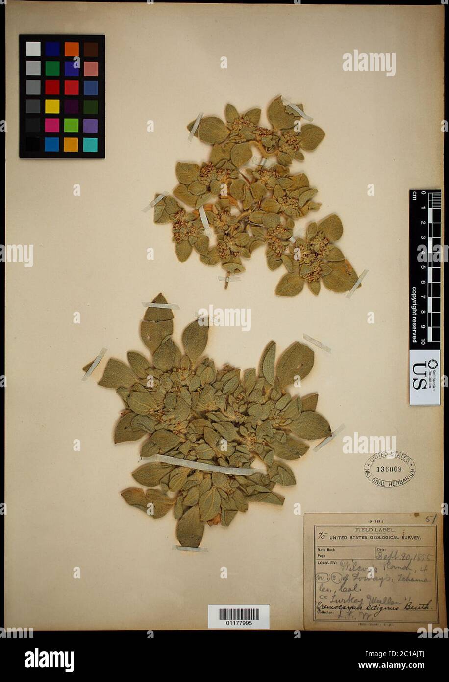 Eremocarpus setigerus hi-res stock photography and images - Alamy