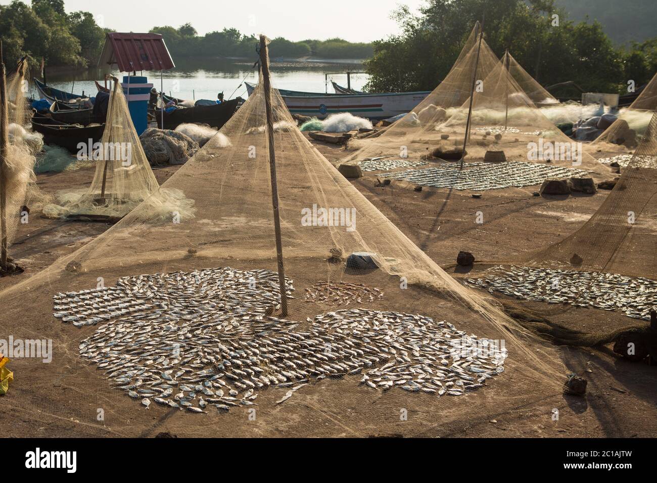 fish to dry in the sun in the small fishing village of India GOA Stock ...