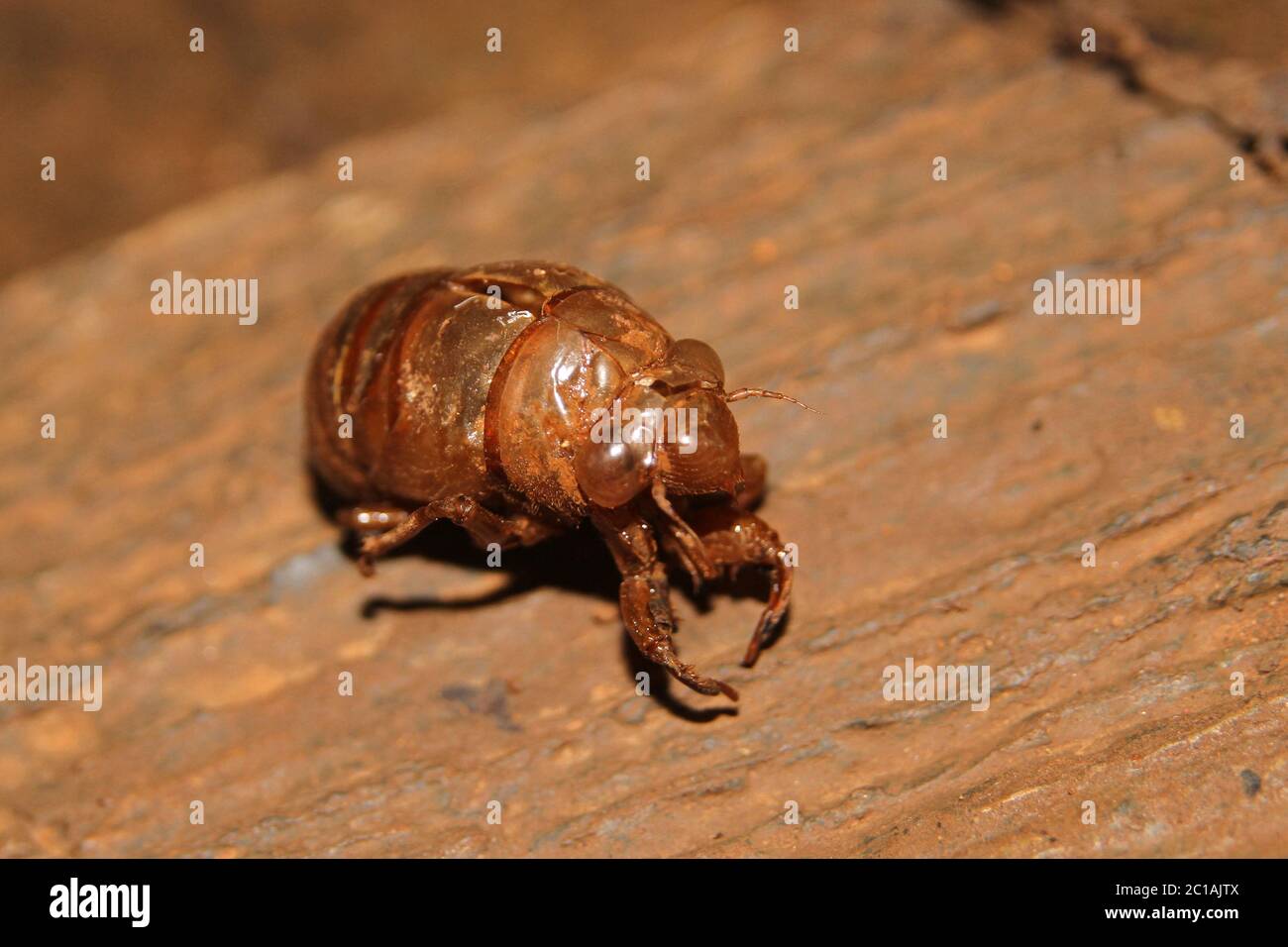Cicada metamorphosis stage skin shell on tree trunk in rainforest, Nosy ...