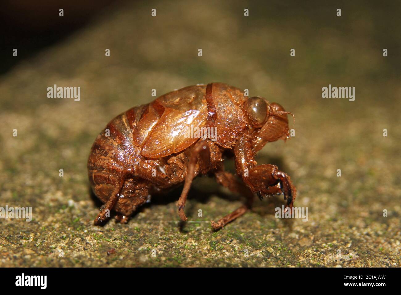 Cicada metamorphosis stage skin shell on tree trunk in rainforest, Nosy ...