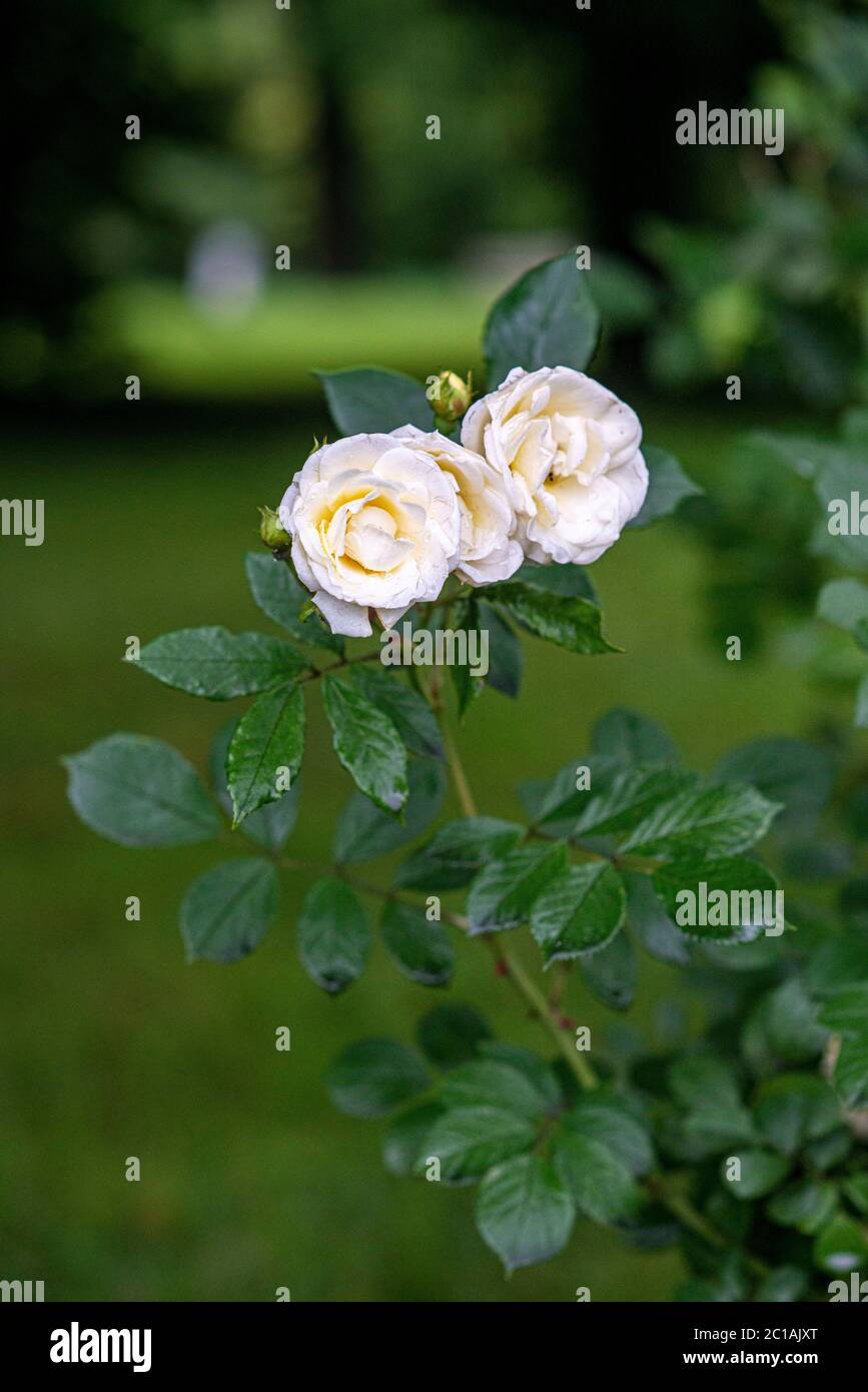Roses growing in the garden Stock Photo - Alamy