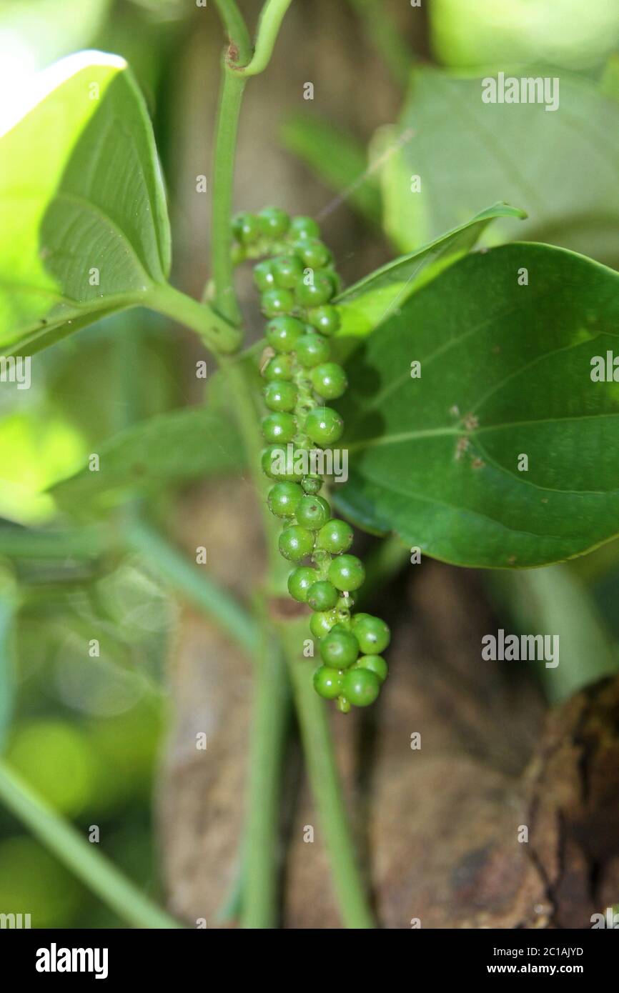 Black pepper plant hi-res stock photography and images - Alamy