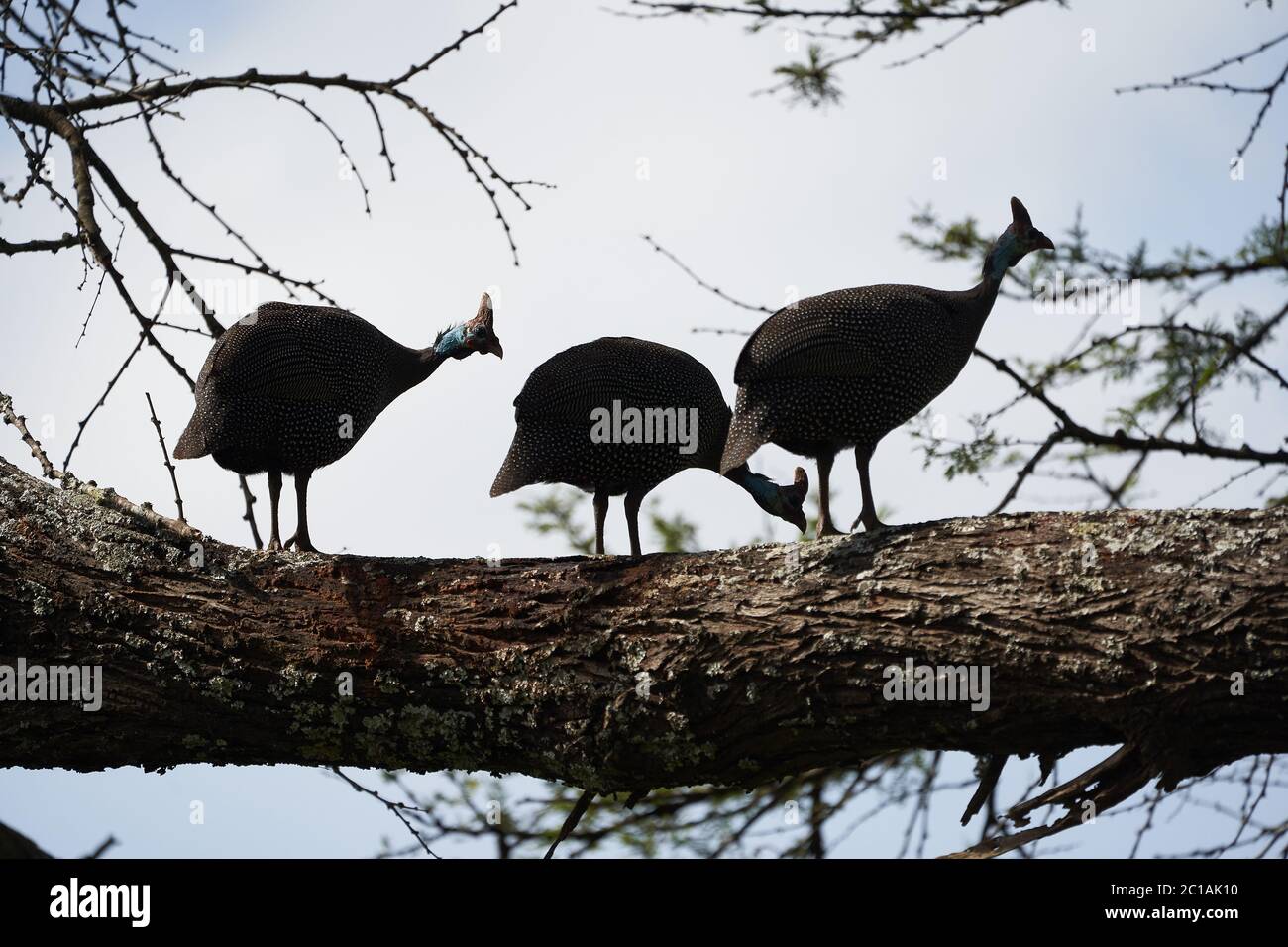 Helmeted guineafowl Couple Kenya Numida meleagris Numididae Numida ...