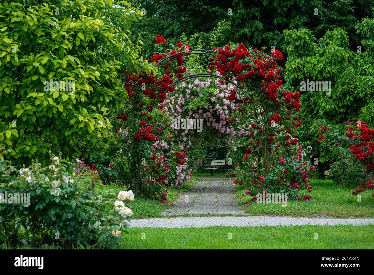 Roses growing in the garden Stock Photo - Alamy