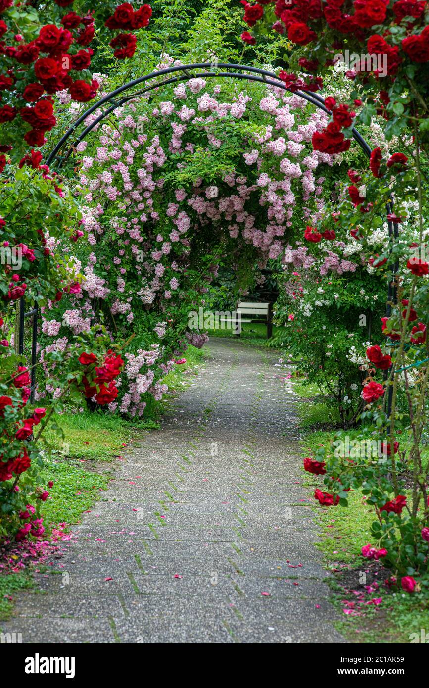Roses growing in the garden Stock Photo - Alamy