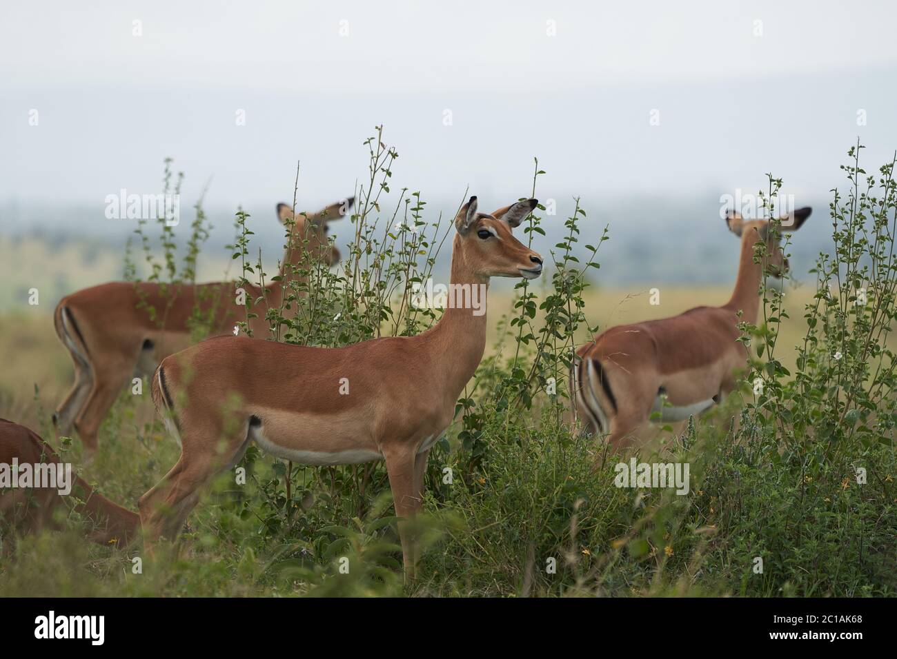 Impala Group Impalas Antelope Portrait Africa Safari Stock Photo - Alamy