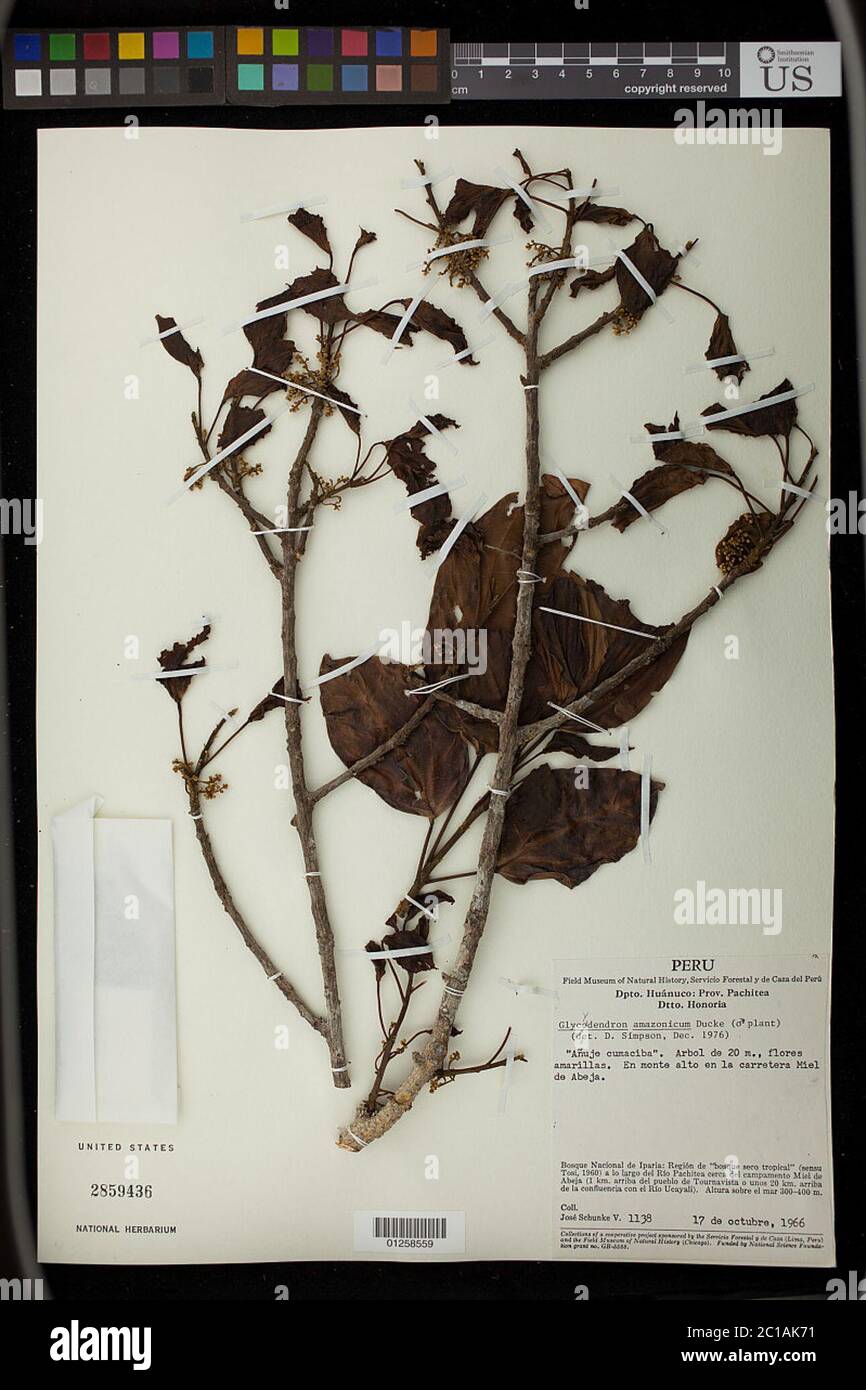 Amazonicum hi-res stock photography and images - Alamy