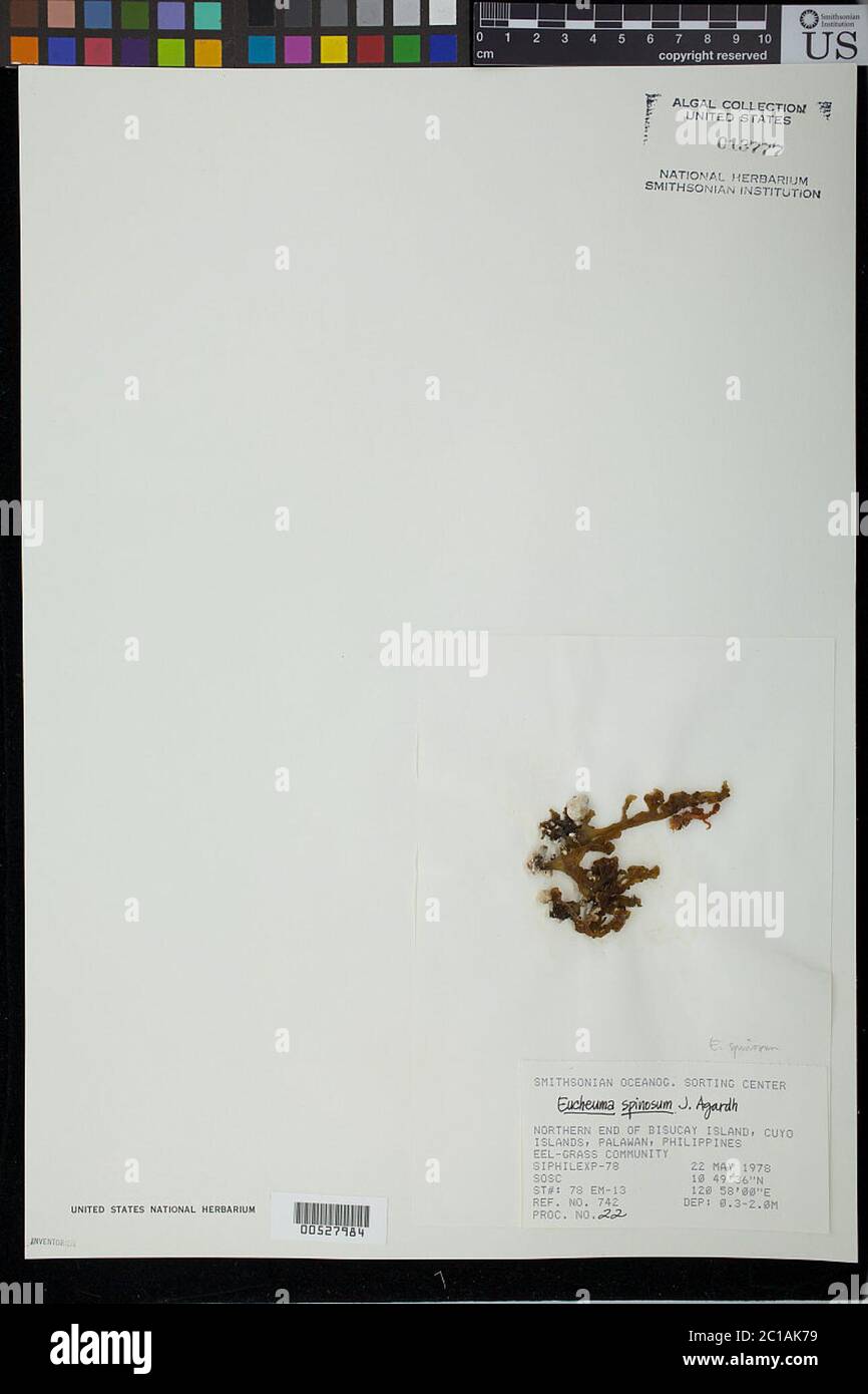 Eucheuma spinosum hi-res stock photography and images - Alamy