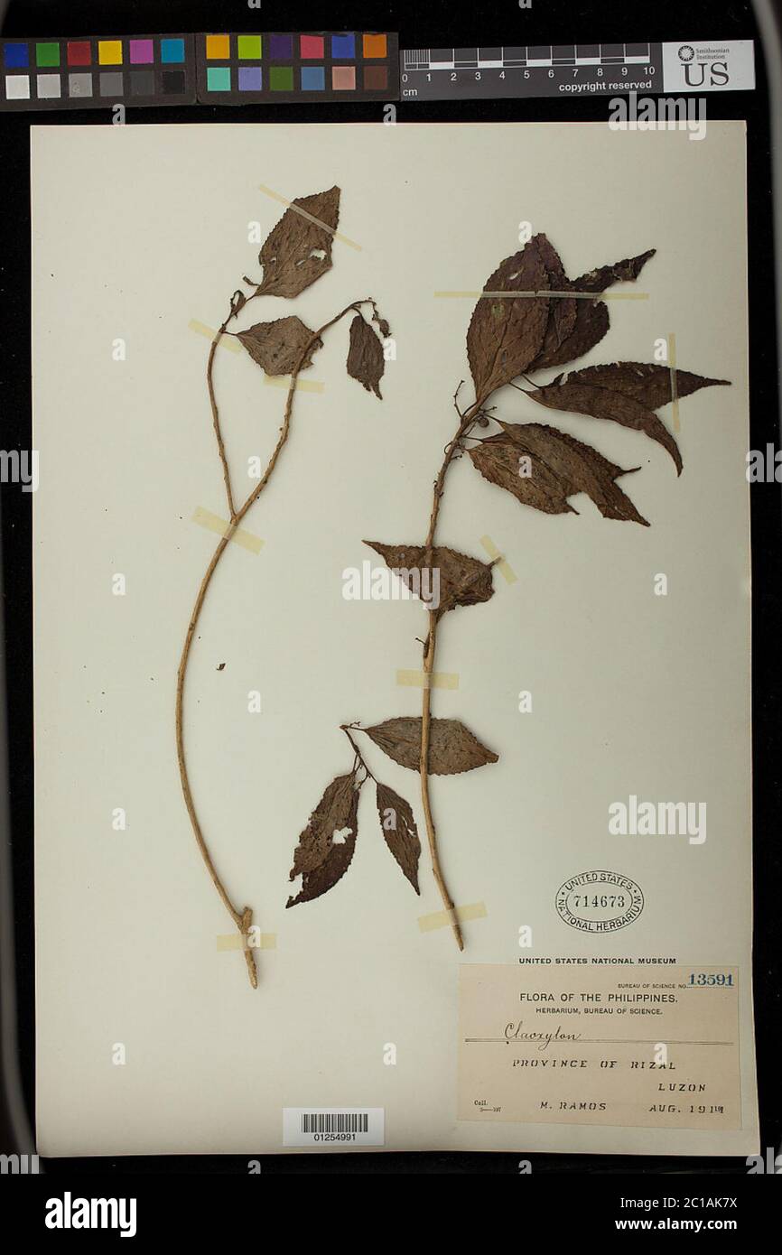 Claoxylon sp Claoxylon sp Stock Photo - Alamy