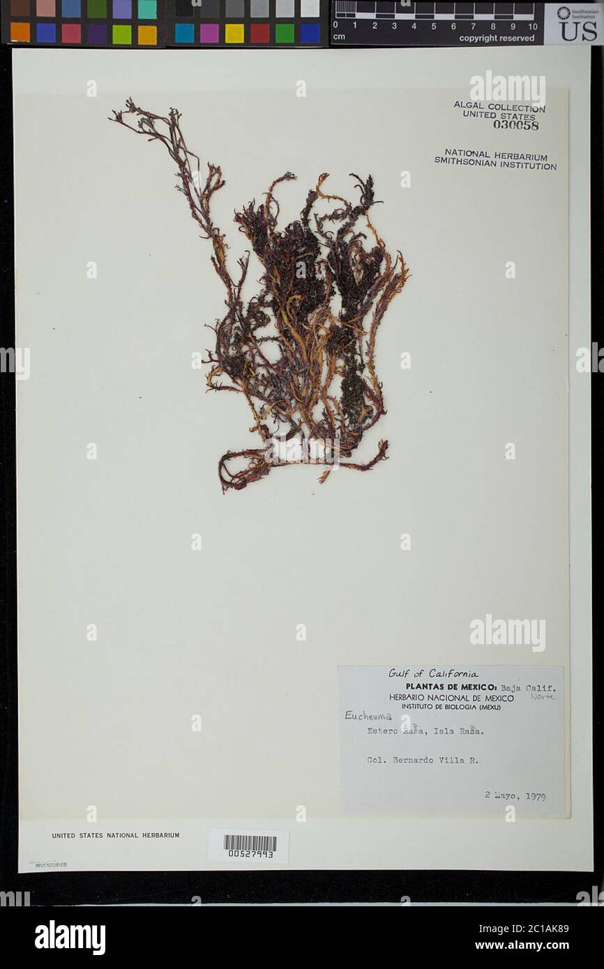 Eucheuma hi-res stock photography and images - Alamy