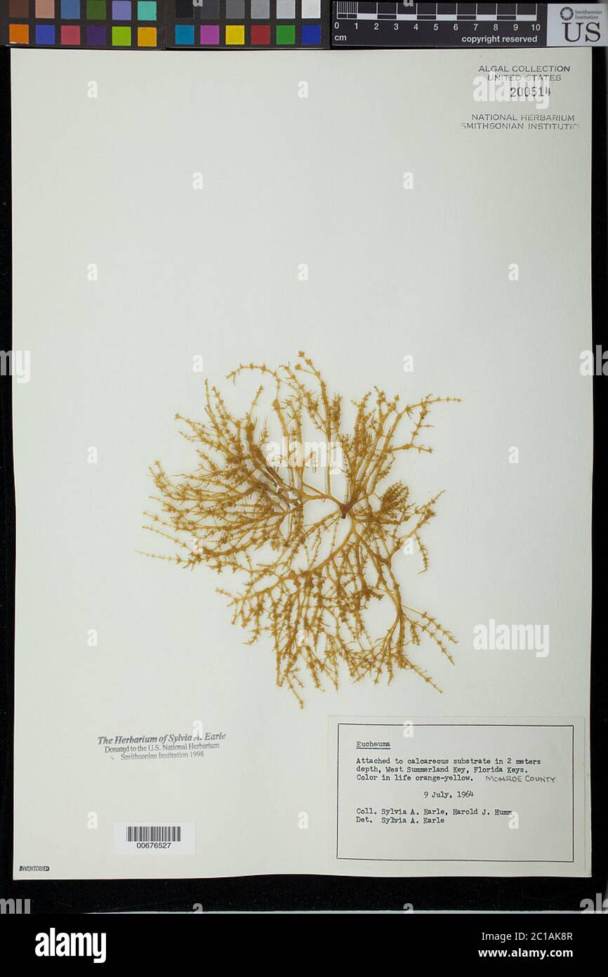 Eucheuma sp hi-res stock photography and images - Alamy