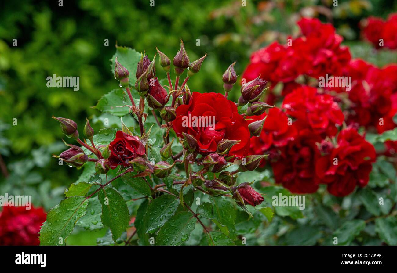 Roses growing in the garden Stock Photo - Alamy