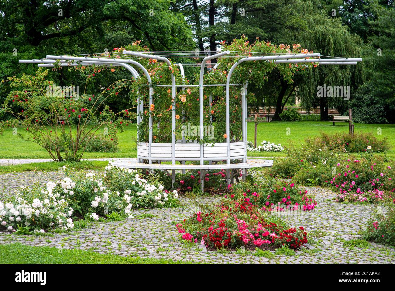 Roses growing in the garden Stock Photo - Alamy
