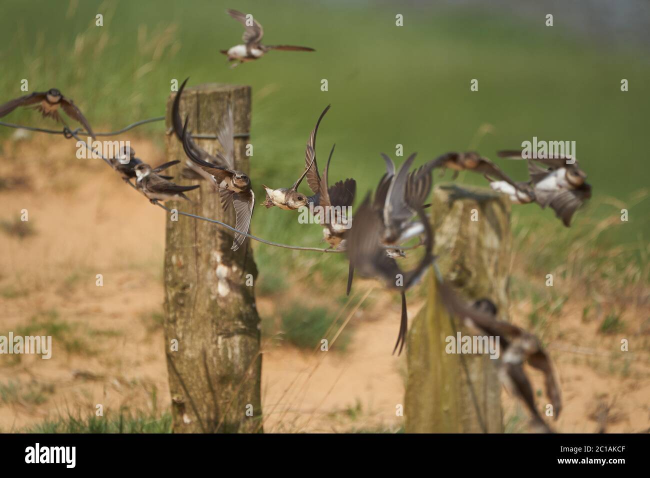 Sand martin group Riparia riparia or European collared migratory ...