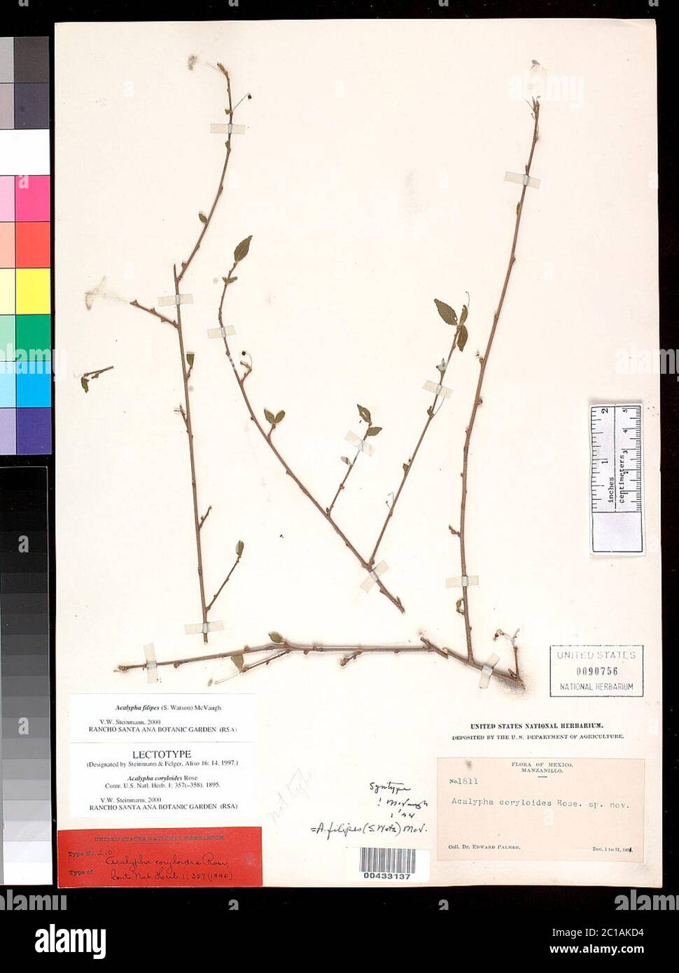 00433137.tif Acalypha coryloides Rose Stock Photo - Alamy