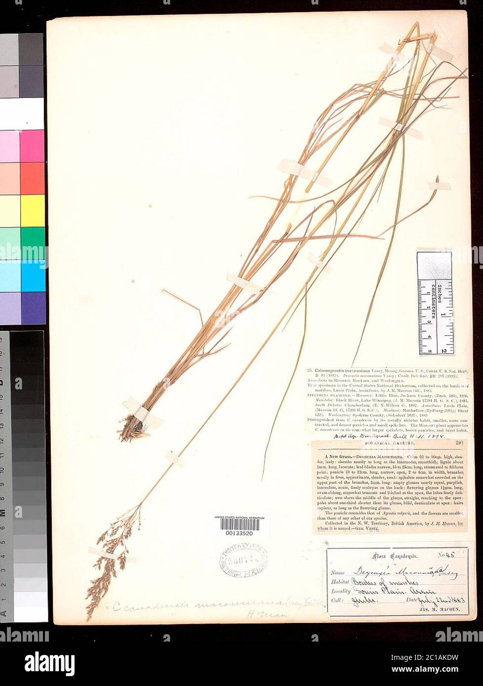 Vasey hi-res stock photography and images - Alamy