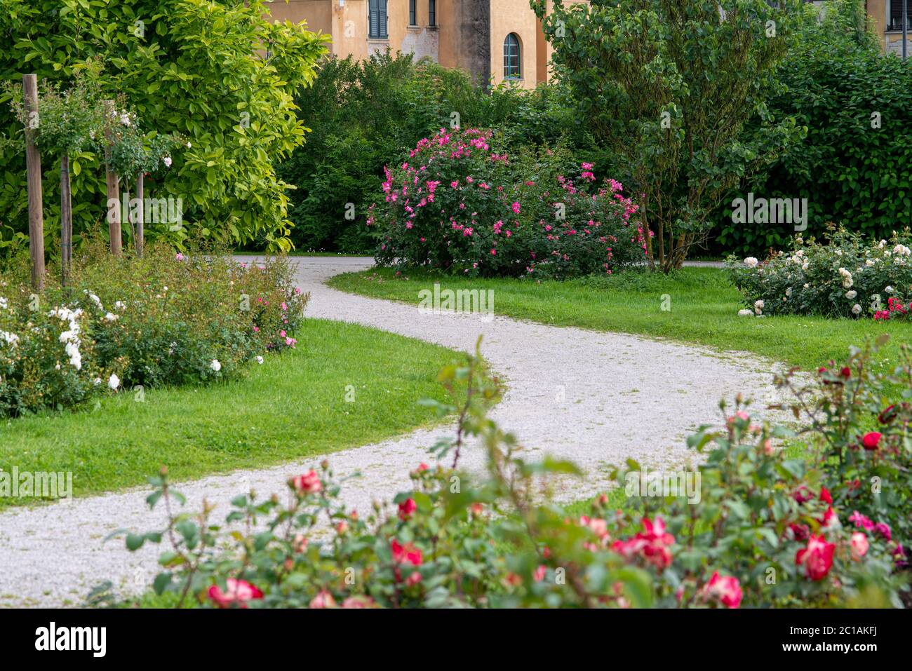 Roses growing in the garden Stock Photo - Alamy