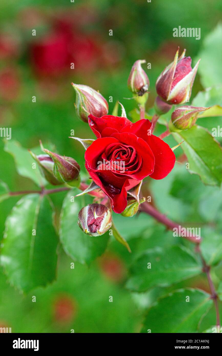 Growing roses isolated hi-res stock photography and images - Alamy