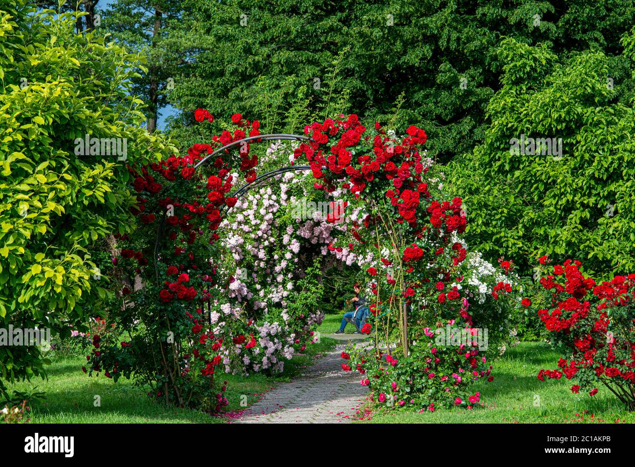 Roses growing in the garden Stock Photo - Alamy