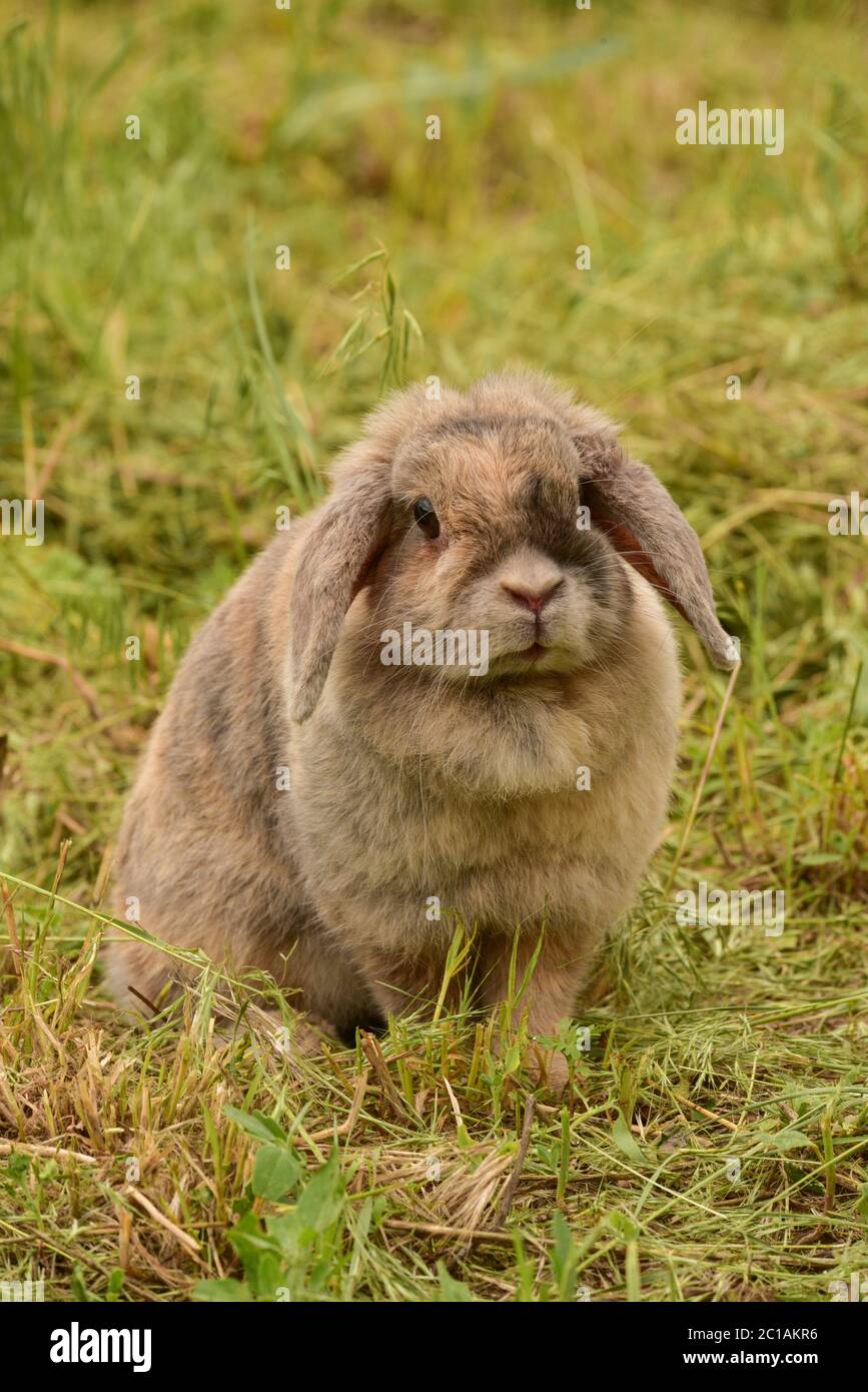 decorative gray rabbit. Fluffy gray-beige rabbit on the green grass in ...