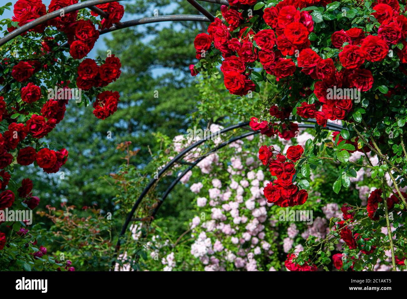 Growing roses isolated hi-res stock photography and images - Alamy