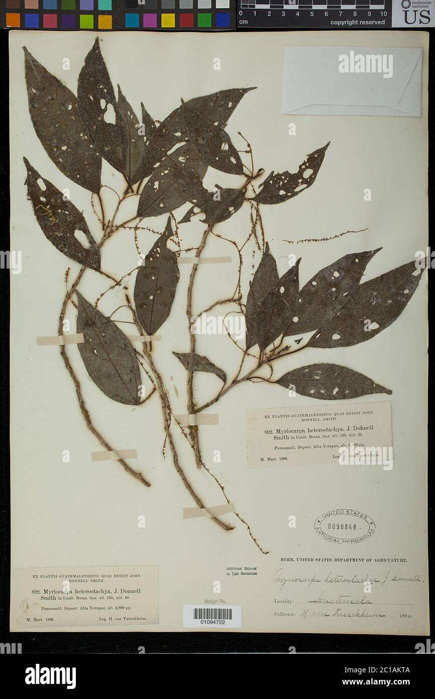 Myriocarpa hi-res stock photography and images - Alamy